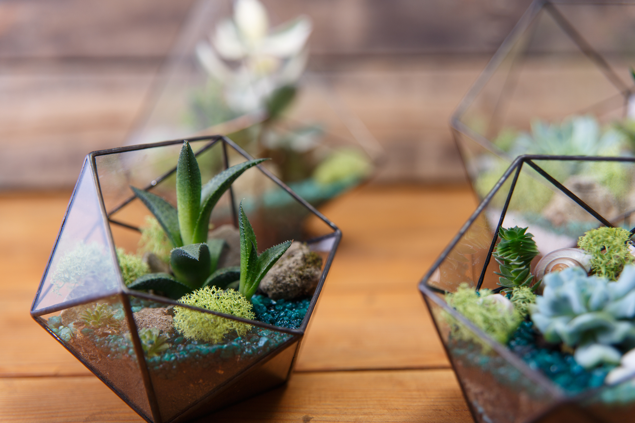 Florárium: Skleněná nádoba plná rostlin, která zútulní váš byt