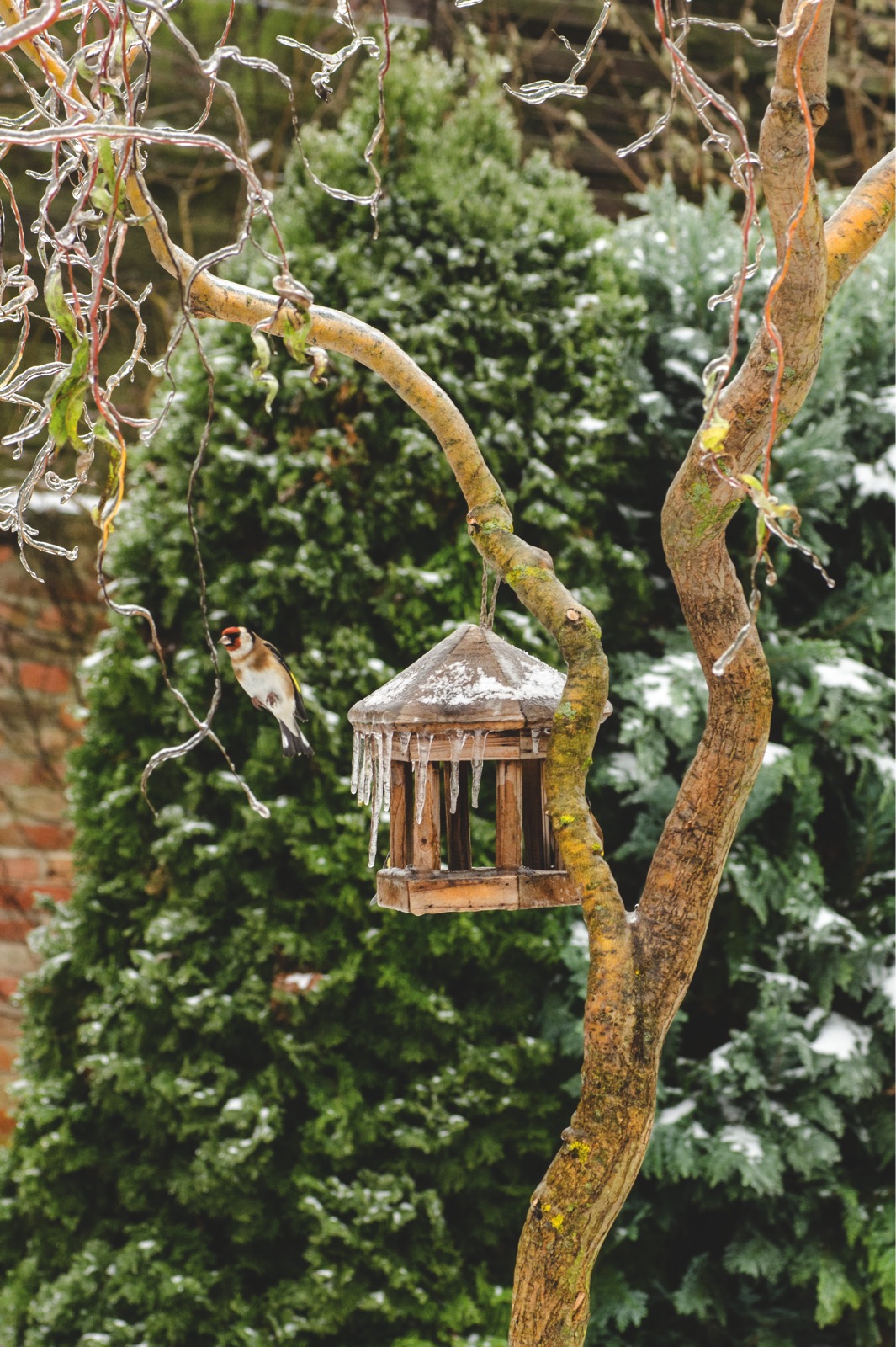 Galerie: Nádhera, kterou umí v zahradě vykouzlit jen sníh a mráz ...