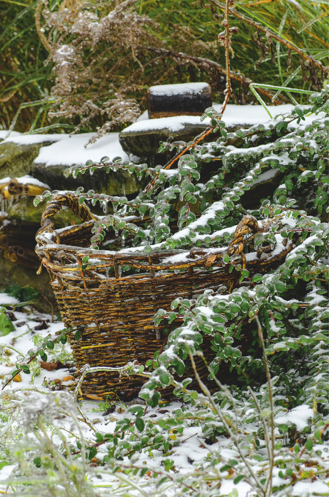 Galerie: Nádhera, kterou umí v zahradě vykouzlit jen sníh a mráz ...