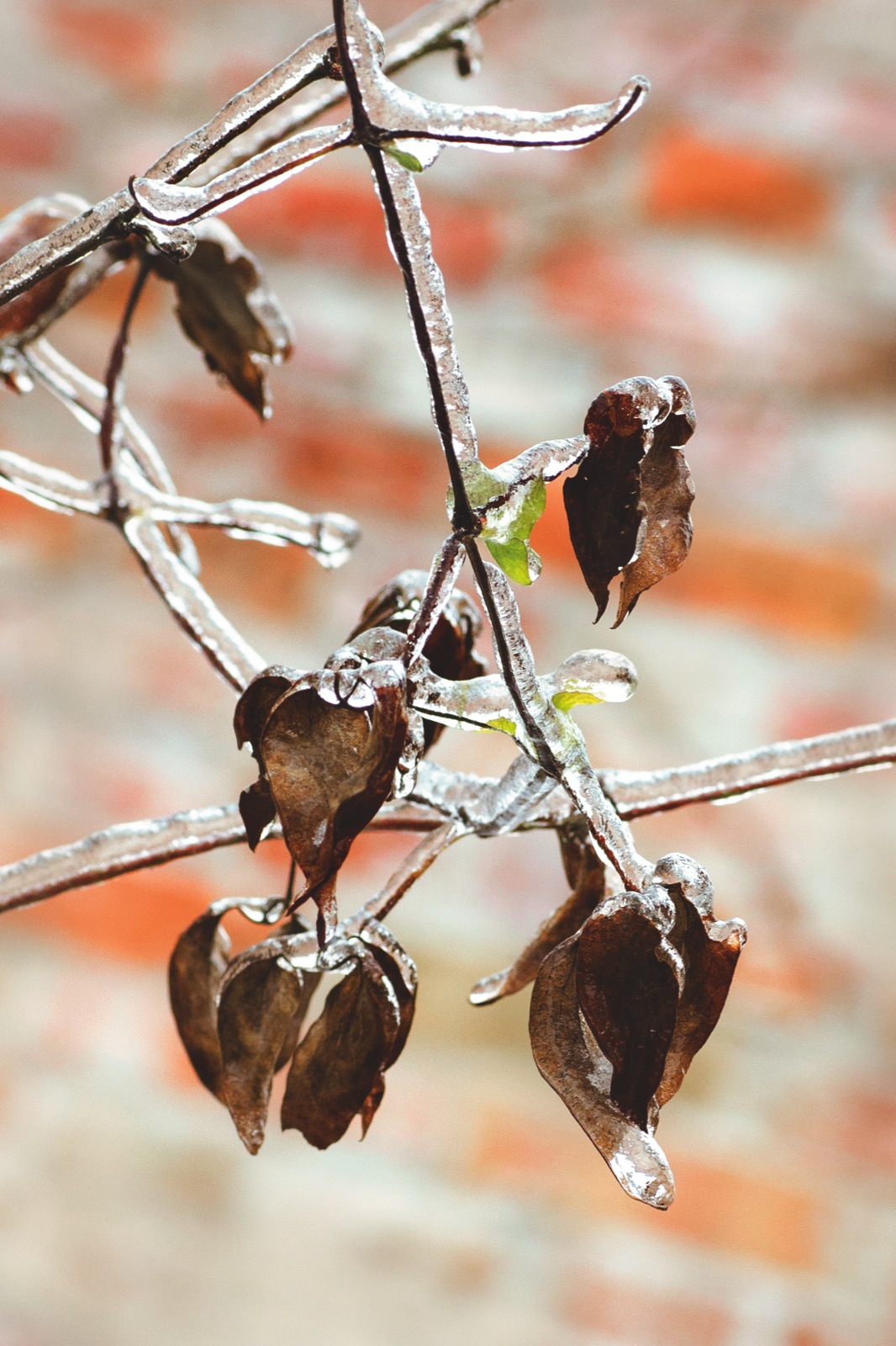 Galerie: Nádhera, kterou umí v zahradě vykouzlit jen sníh a mráz ...