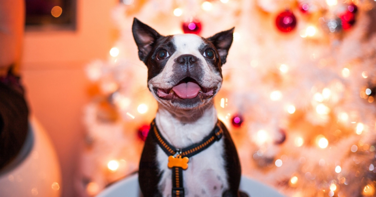 10 vánočních citátů, které vás zaručeně pobaví