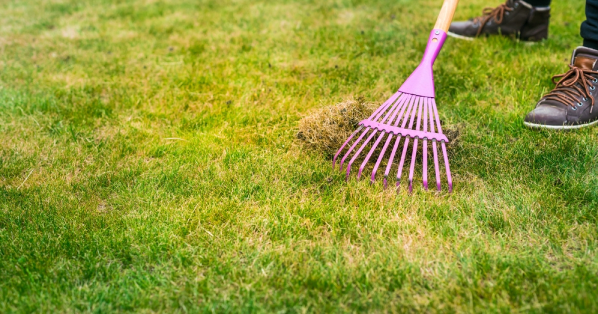 Mech na milované zahradě? V lese ho máme rádi, na trávníku už míň