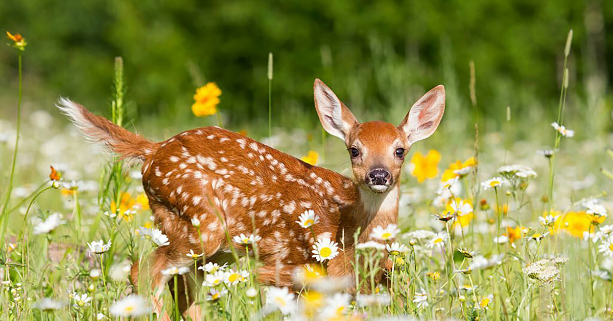 Kvíz: Co vyroste z koloucha a co je kapoun? Pokuste se správně určit ...